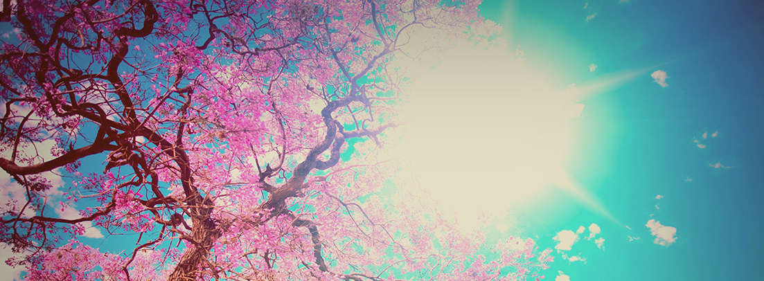 Spring2-Cherry-Tree-in-the-Sun-Light-1920×1200-wide-wallpapers.net ...